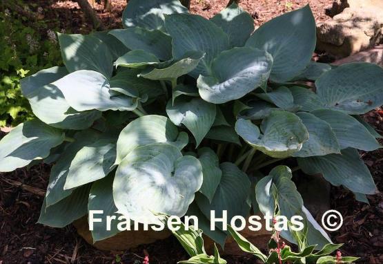 Hosta Bedford Blue - Fransen Hostas